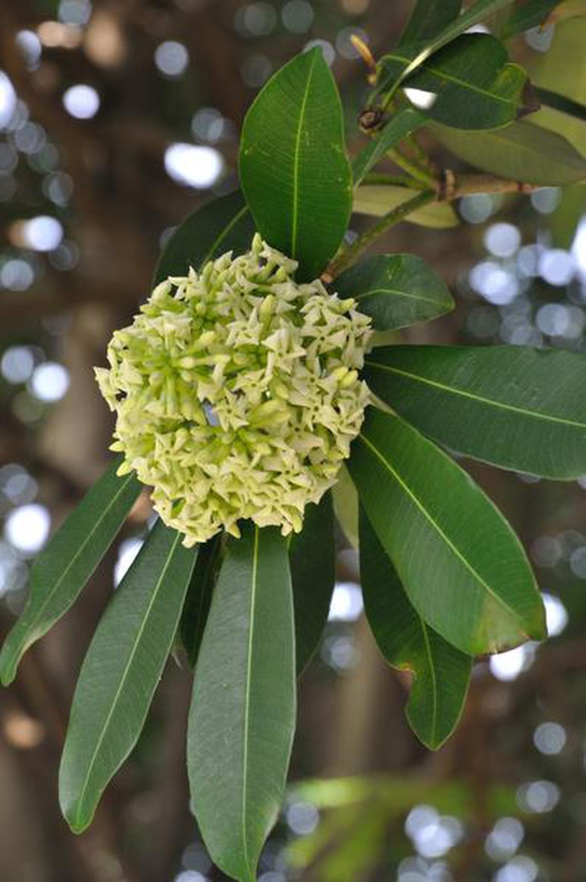 Blackboard tree – Tanarata International Schools