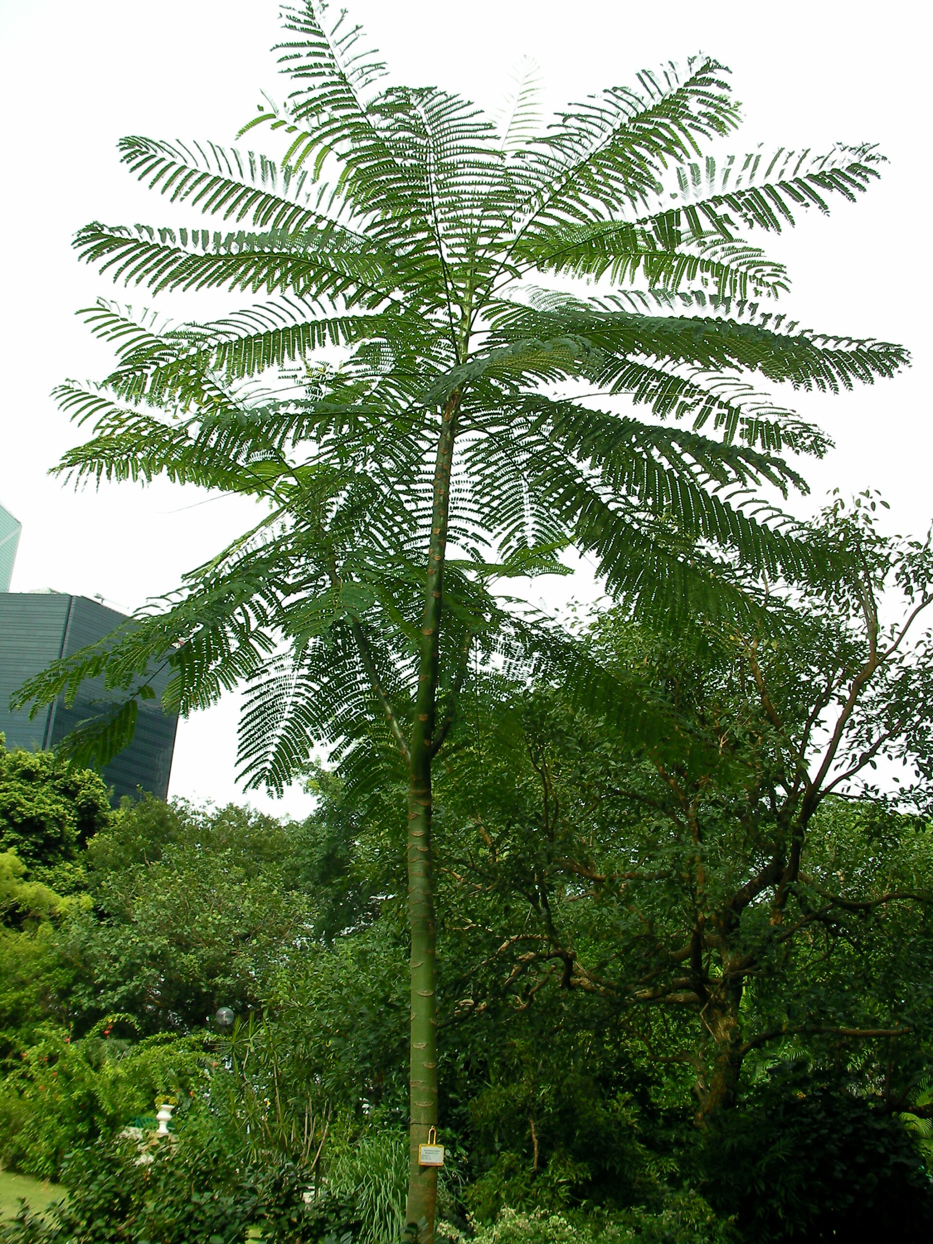 Brazilian firetree – Tanarata International Schools