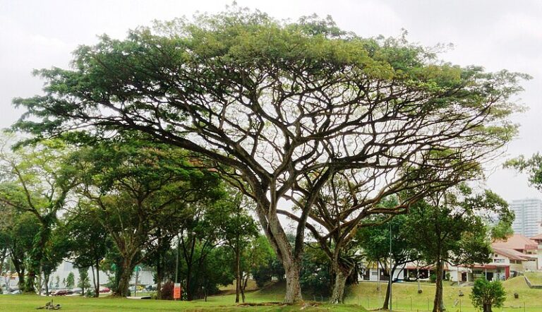 Rain tree – Tanarata International Schools