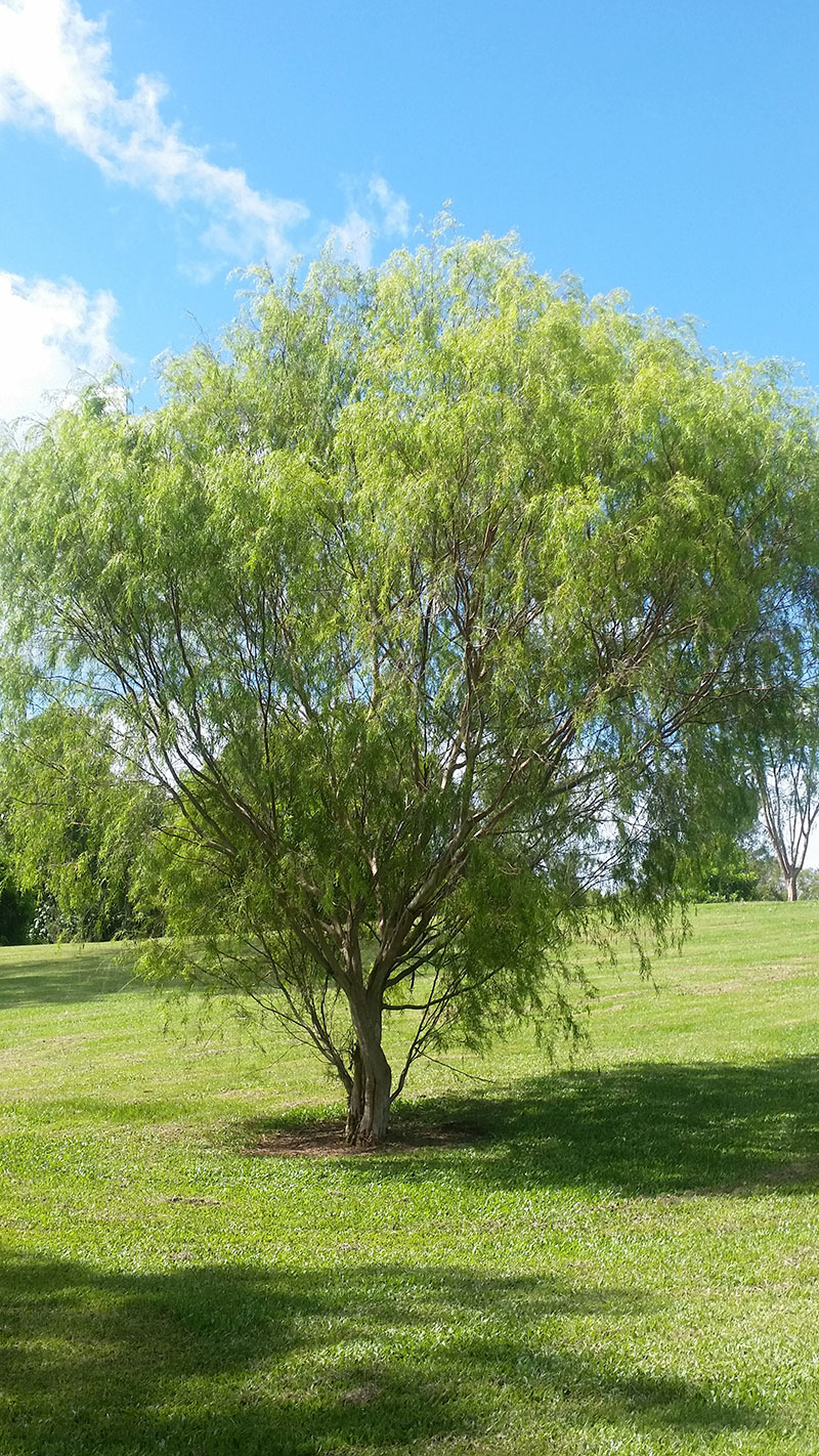 Weeping tea tree – Tanarata International Schools